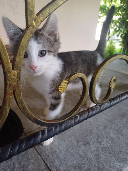 Отдам котят в добрые руки