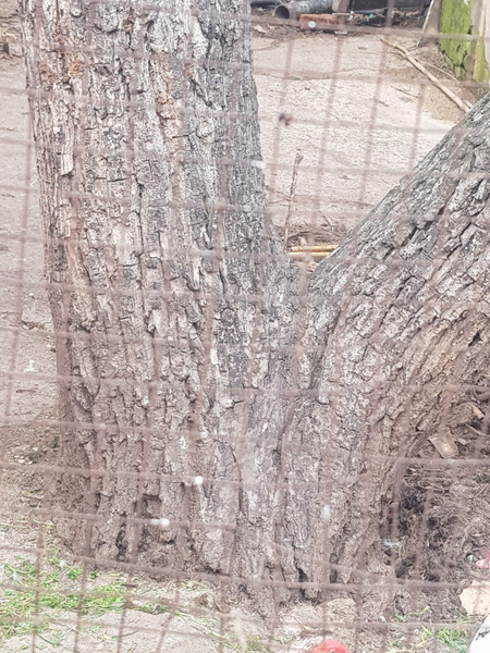 Yongoq daraxti          .