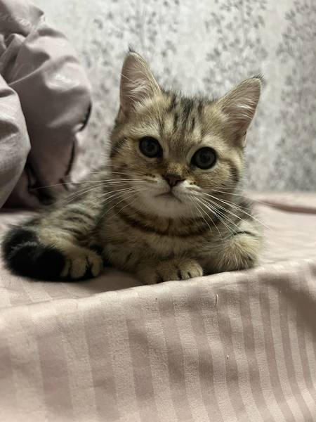 Продается кошка скоттиш страйт