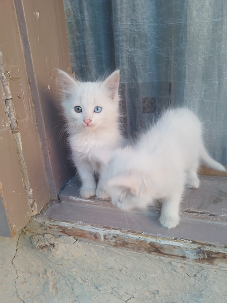 Продаются котята