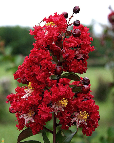 Lagerstroemia indica Black Diamon ОПТОМ