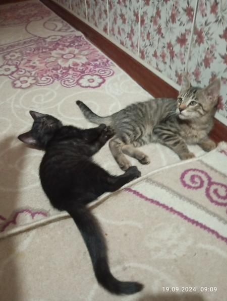Отдам котят в добрые руки