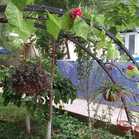 dacha arenda sutkalik Chirchiqda