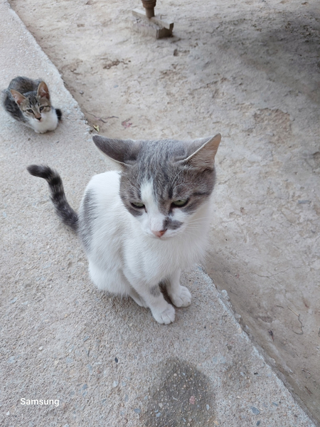 Кошка и 3 котята бесплатно отдам в добрые руки