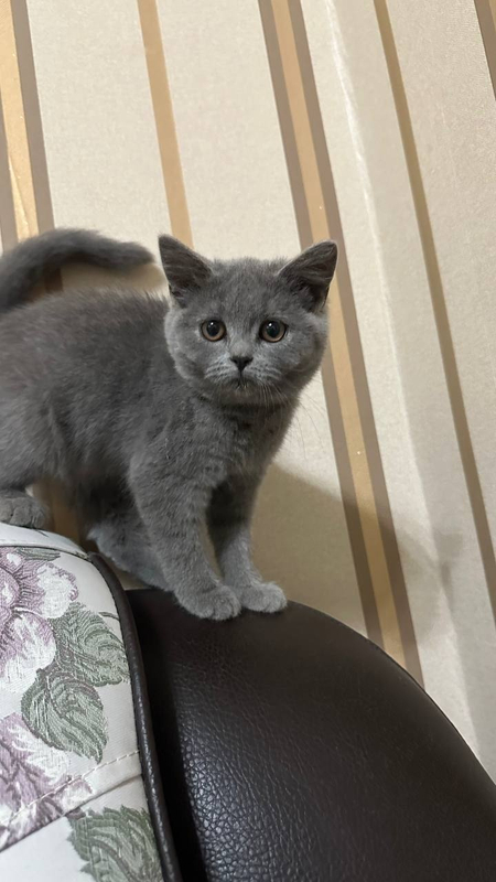 Британский скотиш страйт