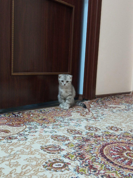 Продаётся породный котенок