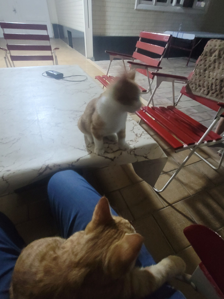 Отдам котят  хорошие руки