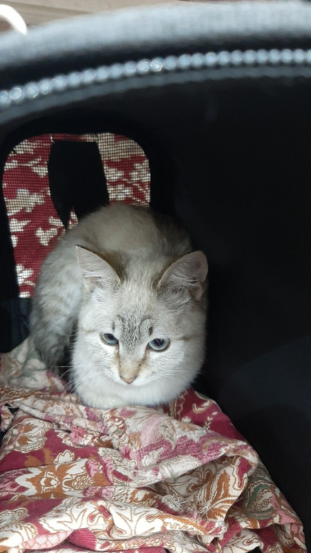 Отдам кошку в хорошие руки.