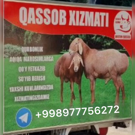Qassob hallol xizmat
