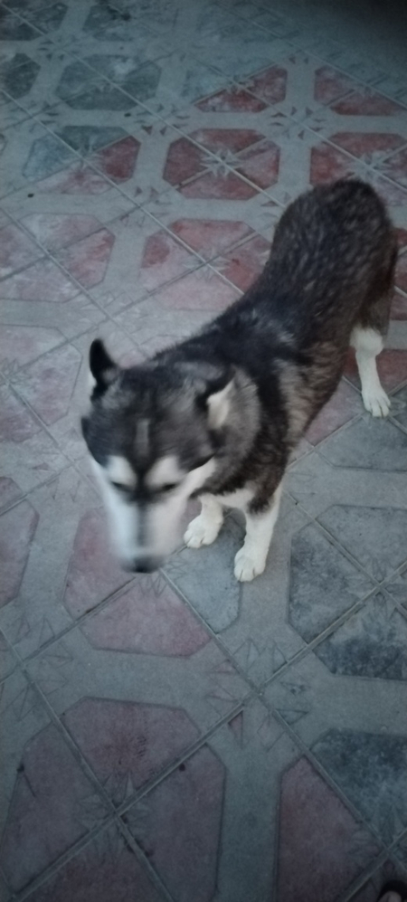 Xatiko laqabli it. Yosh kuchukcha, sog'lom.
