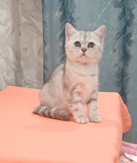 Шотландская девочка