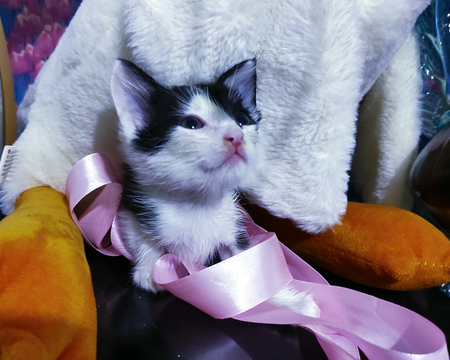 В добрые руки,котятя