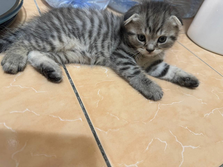 Продам Котят Скотиш фолд