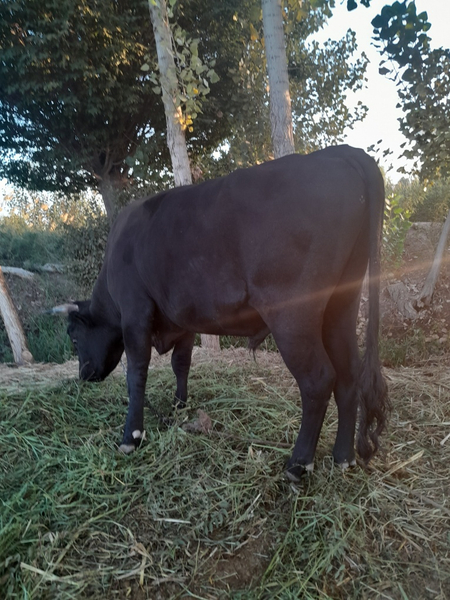 Mol sotiladi 2 dona