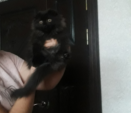 скоттиш фолд продаются 3 месяцев