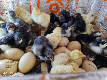 Nest  Инкубатор      .