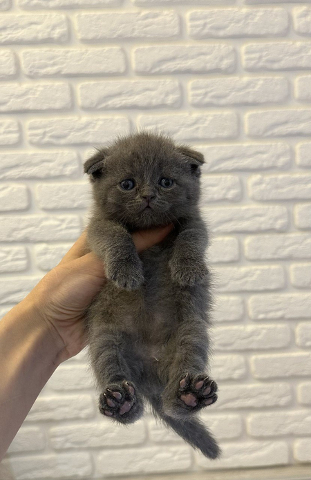Котята шиншиллы страйт