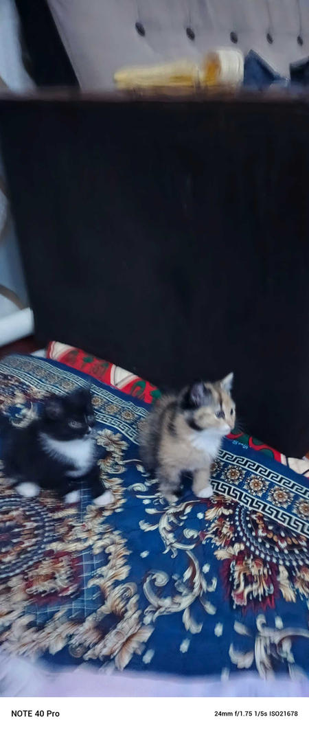 Домашние Котята Мальчик и Девочка