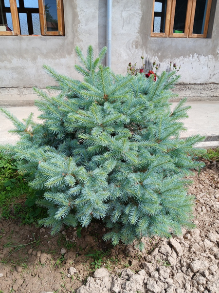 Серебристая ель.