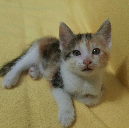 Отдам котят в хорошие руки!