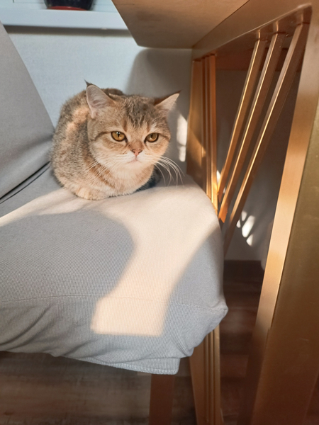 Продается Скотиш фолд и скотиш страйт