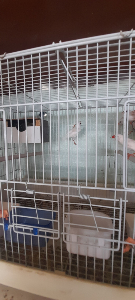 Продается амадинка