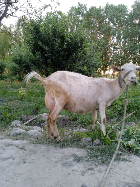 Echki ona bola 250