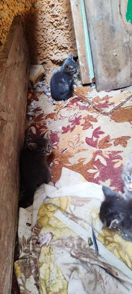 Котята 2 ух месячные