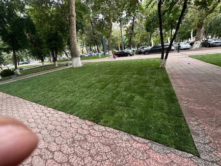 Газон рулонли живой