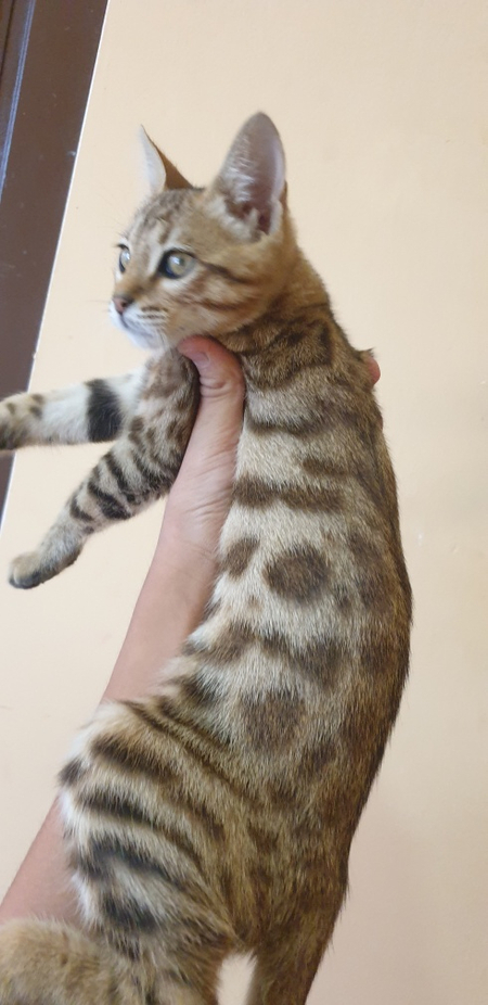 Bengal Mushugi Sotiladi