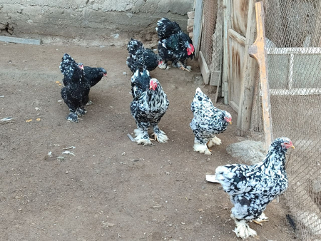 Brama tovuq tuxumlari