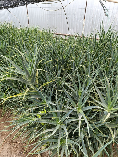 лечебный Aloe vera