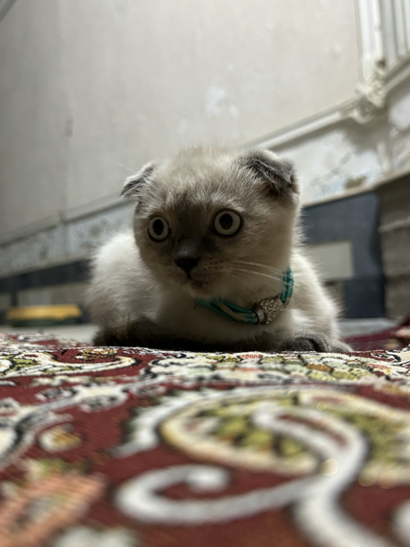 вислоухая шотланка