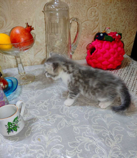 Готовитьс к продаже и бронируется котенок манчкин,девочка