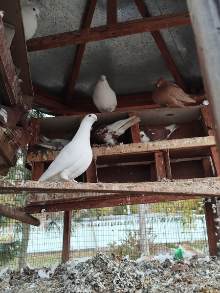 Продам голубы хорошие