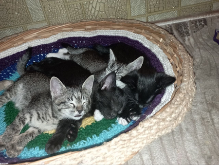 Домашние котята в добрые руки