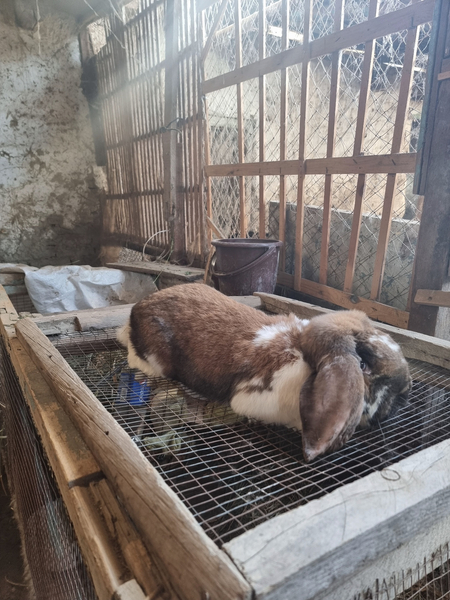 Fransuski Baran parodali arginal tozza qon qugonlar sotiladi