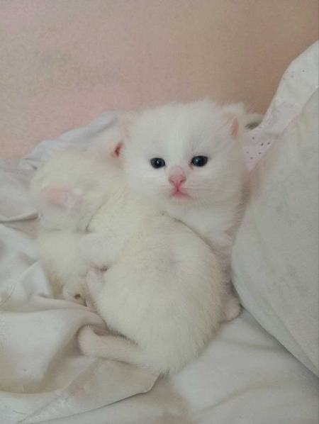 продам белых пушистых котят
