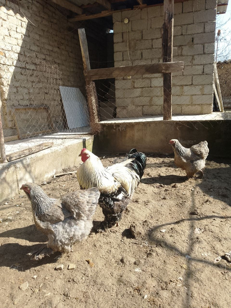 Tyomniy brama xoʻroz va tovuqlar