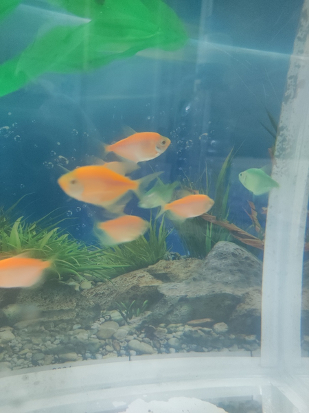 Ternitsa glo fish guppi