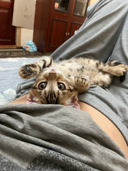 Котята Бенгалы original
