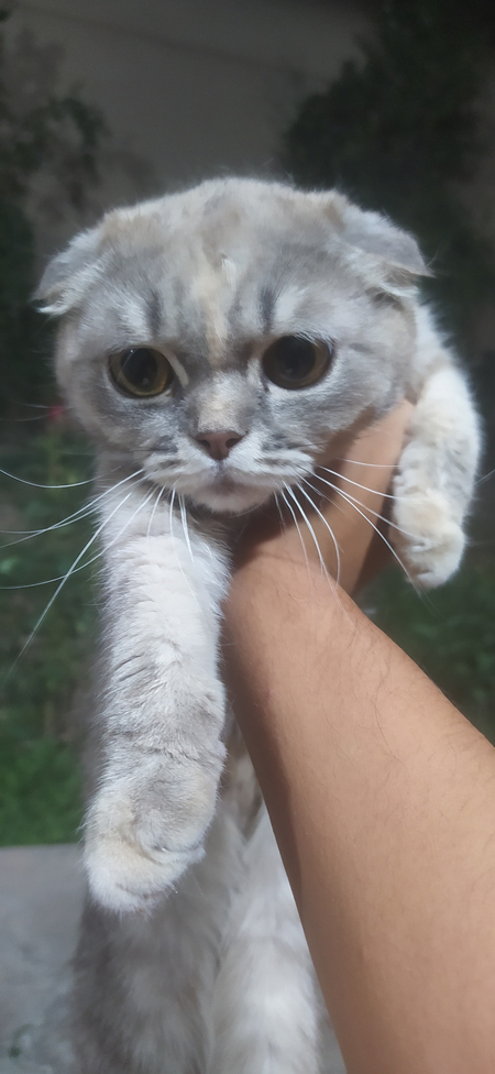 Британская кошка