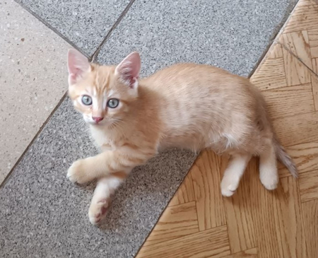 Котята от египетской мау