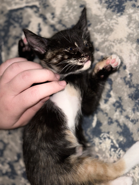 Котята домашние даром в хорошие руки!