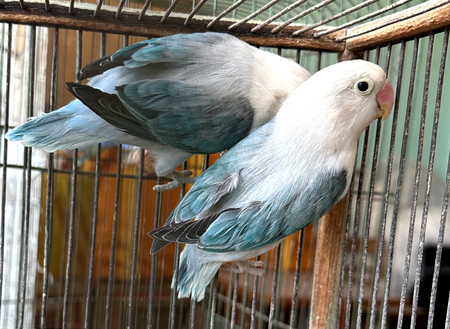 Blue euwing opaline(Tiffany) не пара (одногнездки)