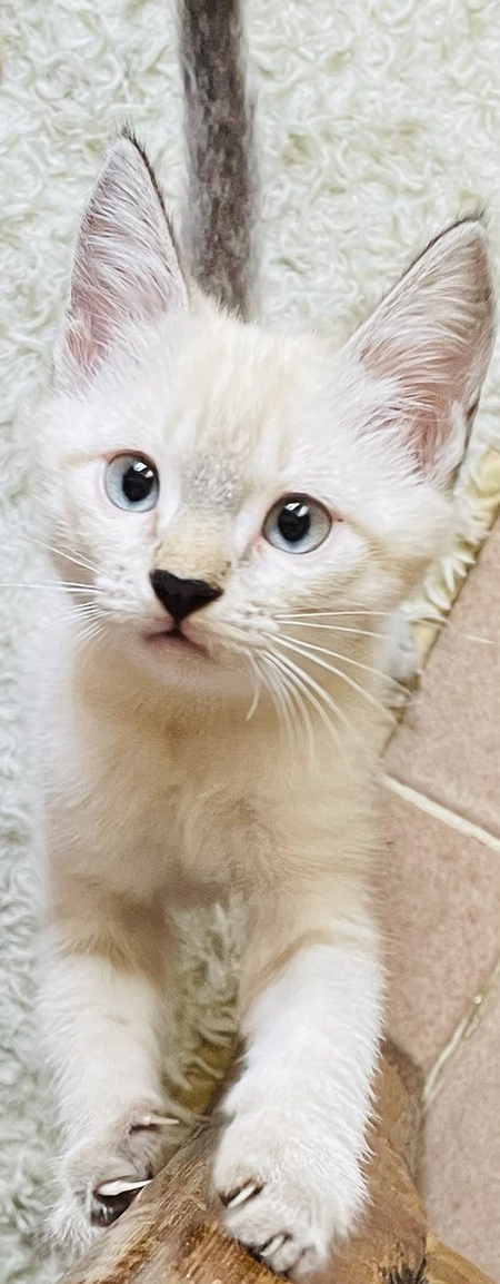 Продается котенок в хорошие руки.