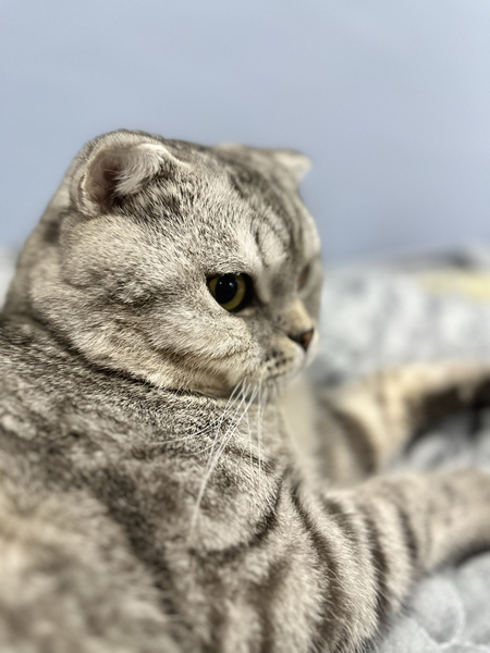 Вязка шотландского вислоухого кота