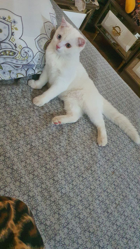 кошки Скоттиш фолд