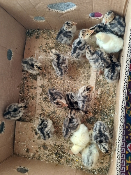 Kurka va tovuq  joʻjalari 2 xaftalikdan 1 oylikkacham