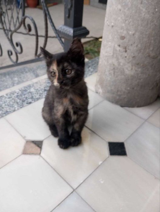 Котята отдам в добрые руки